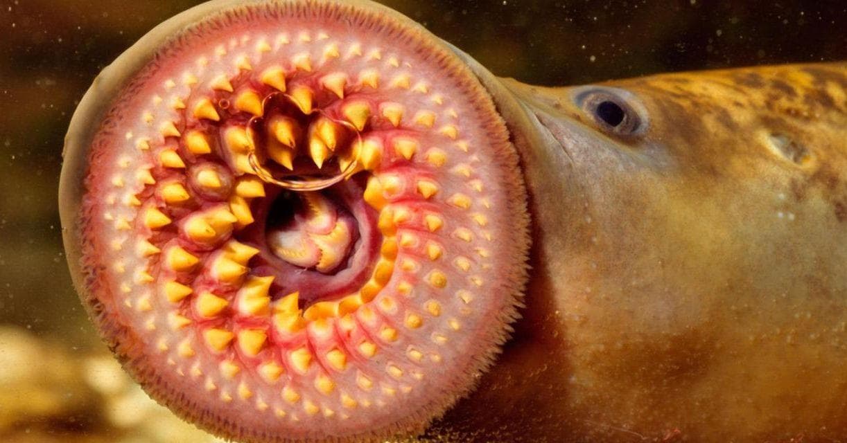 Things You Didn't Know About Sea Lampreys, The Sea's Most Hideous Wormy ...