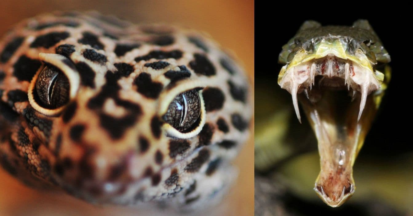 29 Scary Snake Pictures That Prove You Have Ophidiophobia