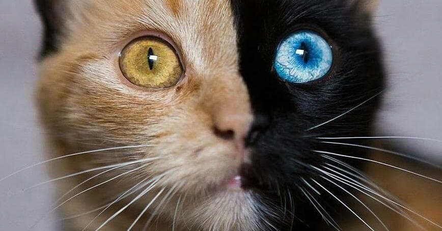 30 Rare Photos of Animals Who Aren't Their Usual Color