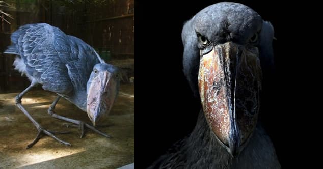 12 Terrifying Facts About the Shoebill Bird