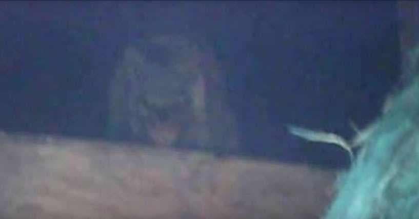 13 Fascinating Stories About The Michigan Dogman