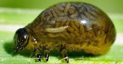 12 Animals With Disgusting Self-Defense Mechanisms