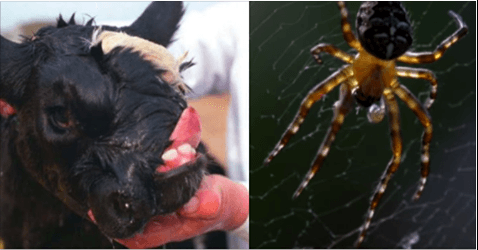 The Radioactive Animals Of Chernobyl - Wolves, Birds, and More