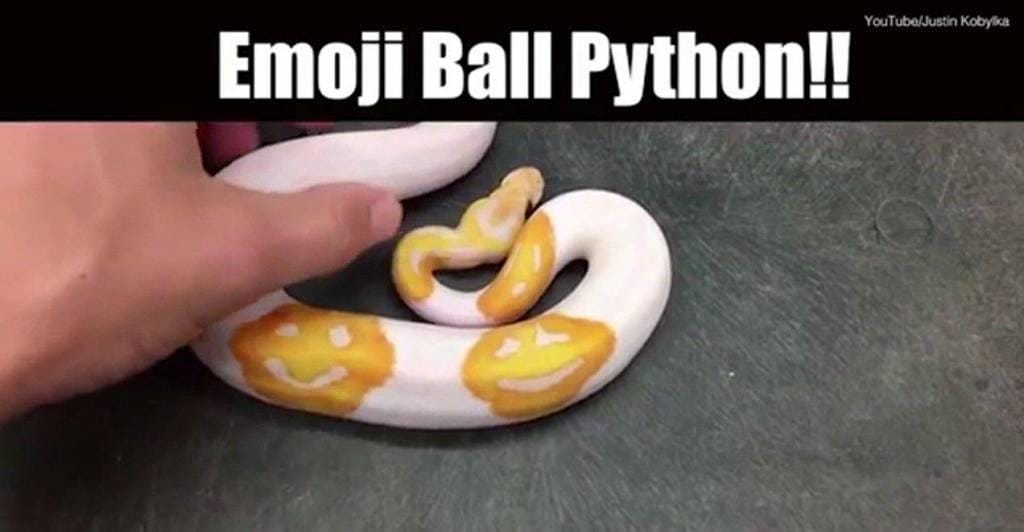 A Python Owner Just Bred an Emoji Ball Python and It's Amazing