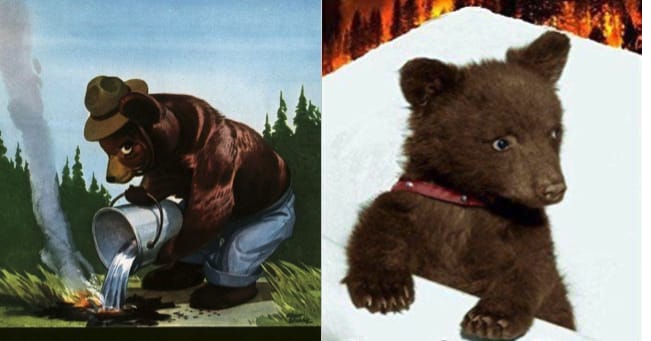 9 Fascinating Facts About the Real Life Smokey The Bear