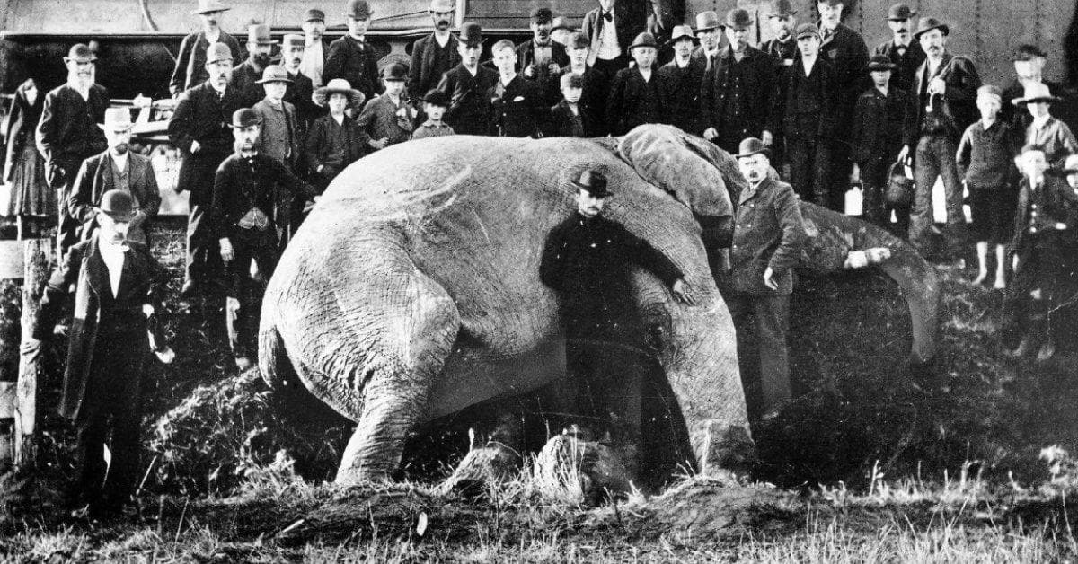 The Bittersweet Story Of Jumbo, The Most Famous Elephant On Earth