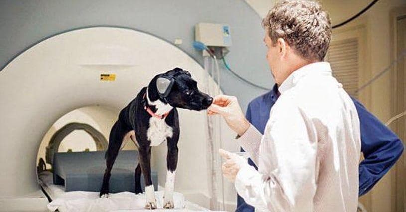 Things We've Learned From Scanning Dog Brains
