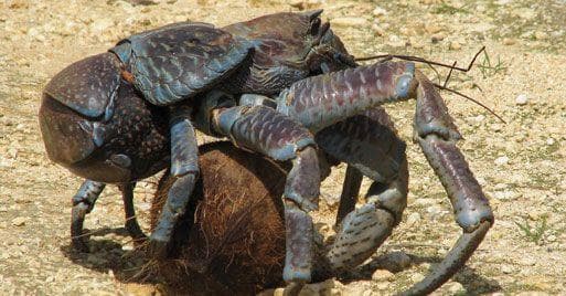 13 Frightening Facts About The Coconut Crab