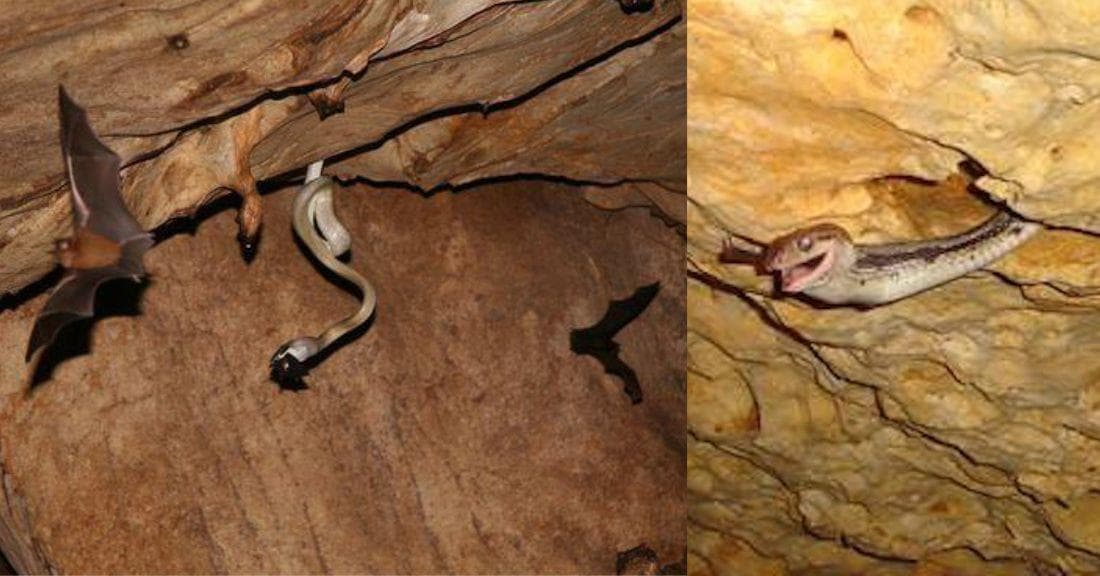 The 13 Creepiest Creatures That Only Live In Caves