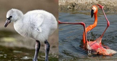 15 Pictures Of Animals As Babies Vs. Full Grown
