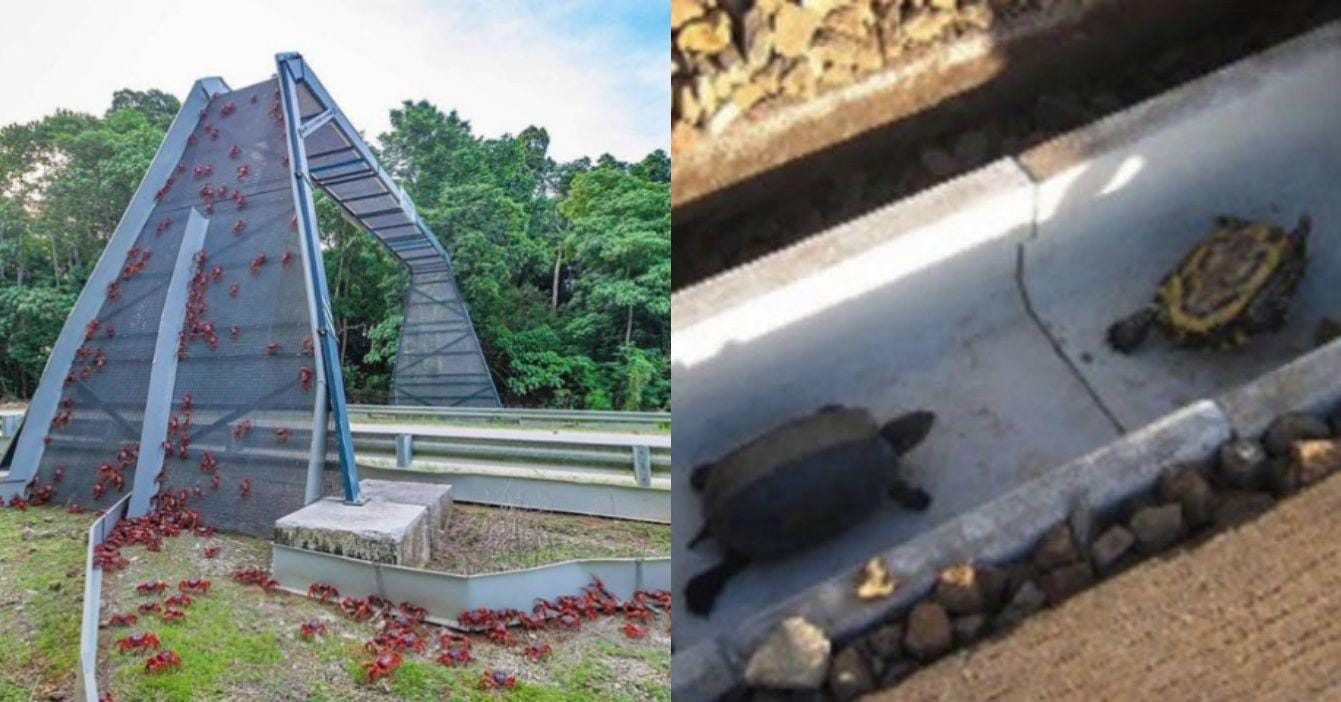 15 Facts About Animal Bridges You Probably Never Knew