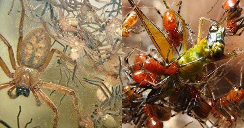 10 Fascinating Details About Social Spiders