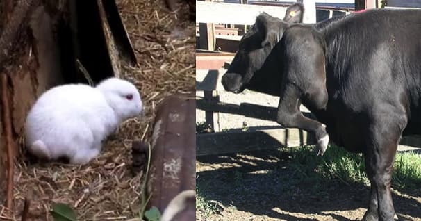 9 Animals That Live In Radioactive Fukushima