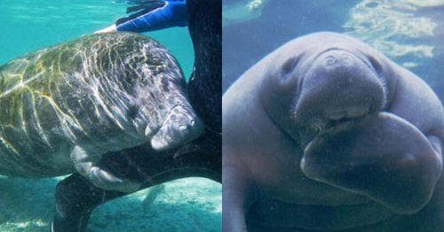 15 Amazing Things About The Manatee