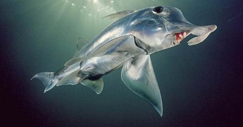 13 Rare And Endangered Sharks That Are Pretty Amazing