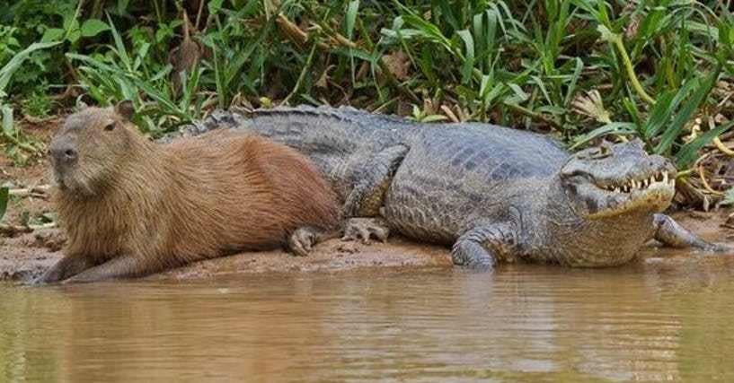 16 Magical Facts About the Life of the Capybara