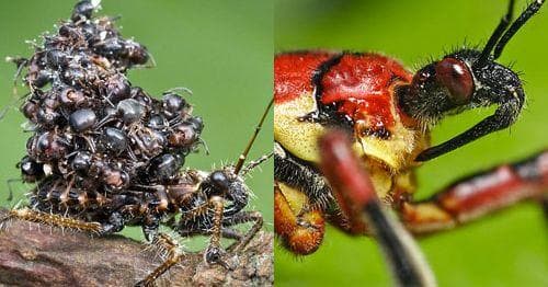 8 Incredible Facts About The Assassin Bug, An Aptly Named Insect
