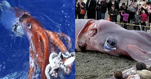 Mind Boggling Facts About Giant Squid