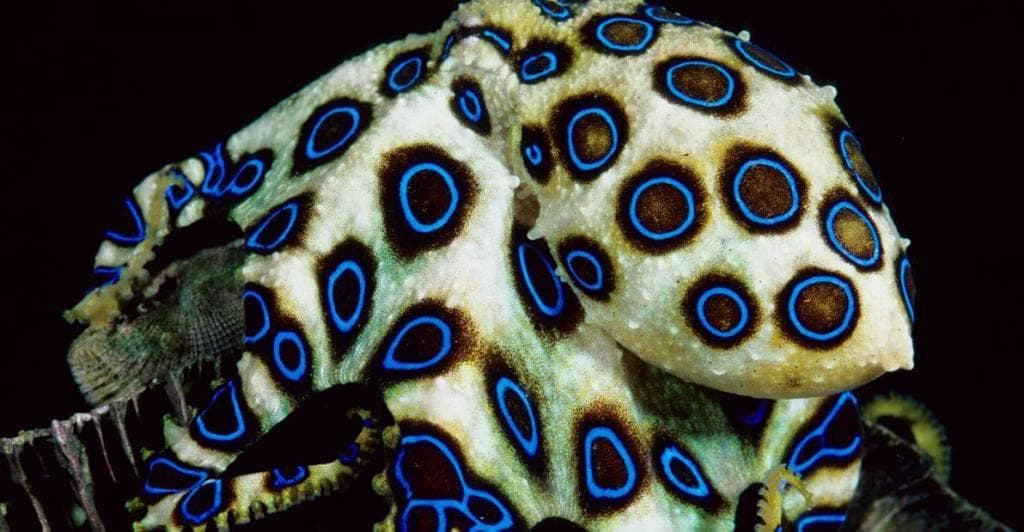 14 Animals That Will Trigger Your Trypophobia (Photos)