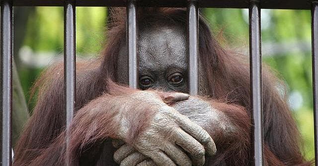 Facts About Animals In Captivity You Might Just Wish You Didn't Know