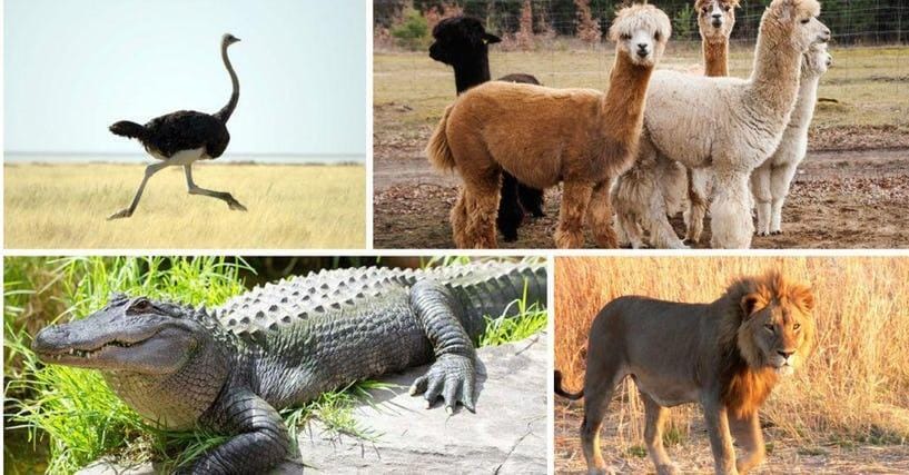 12 People Who've Eaten Exotic Animals Reveal What They Taste Like