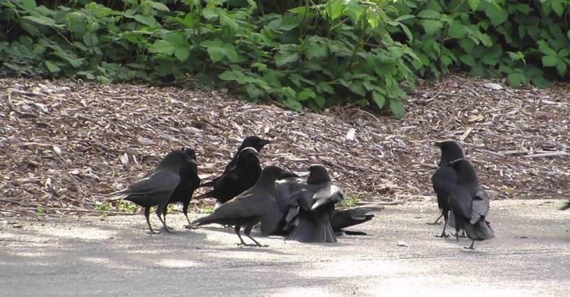 Crows Do Not Forget And Definitely Don't Forgive - Welcome To Crow Court