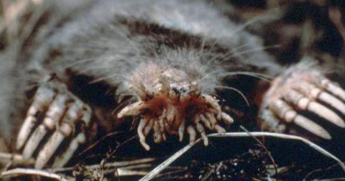 11 Fascinating Facts About The Star-Nosed Mole