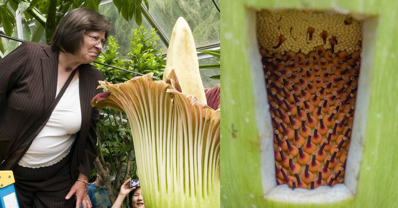 9 Gnarly Facts About The Corpse Flower