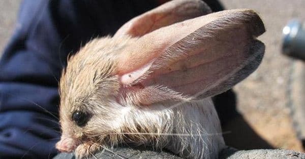 9 Ridiculously Cute Facts About The Long-Eared Jerboa