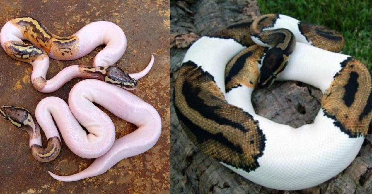 Photos Of Half Albino Animals