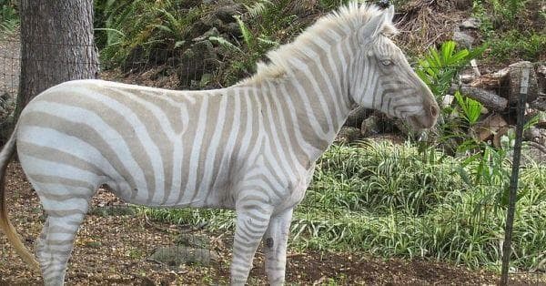 Photos Of Half Albino Animals