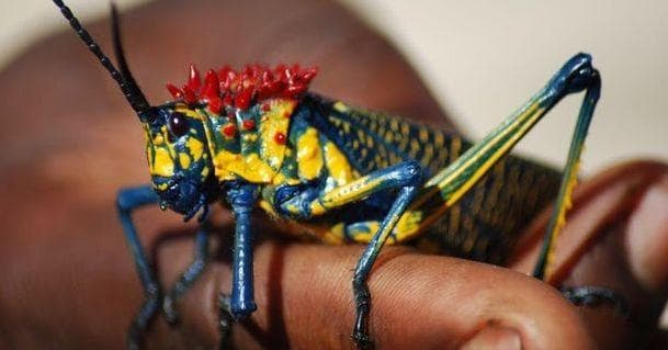 15 Stunning Photos Of Rainbow Animals Who Represent Every Color