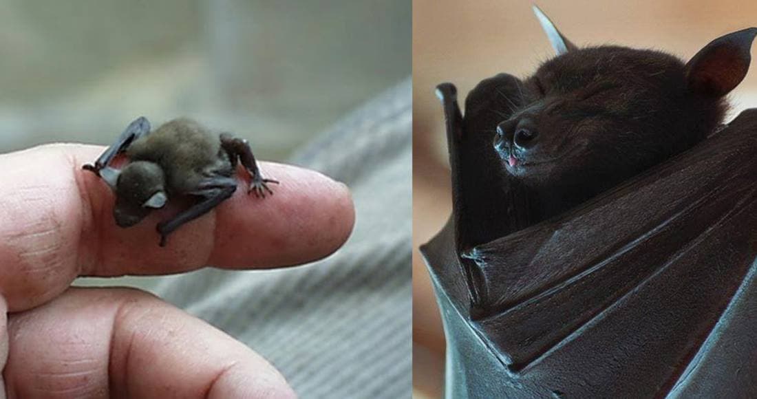24 Cute Bats Who Are Adorable Enough To Erase Your Fear (Photos)