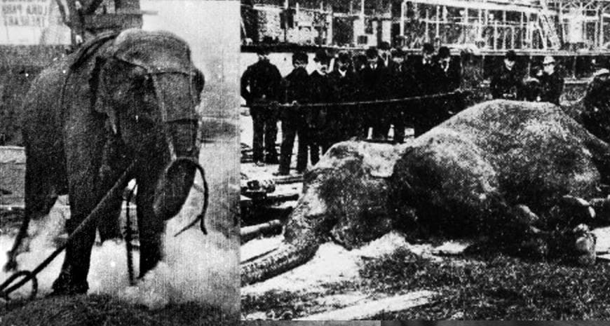 The Tragic Execution Of Topsy The Elephant
