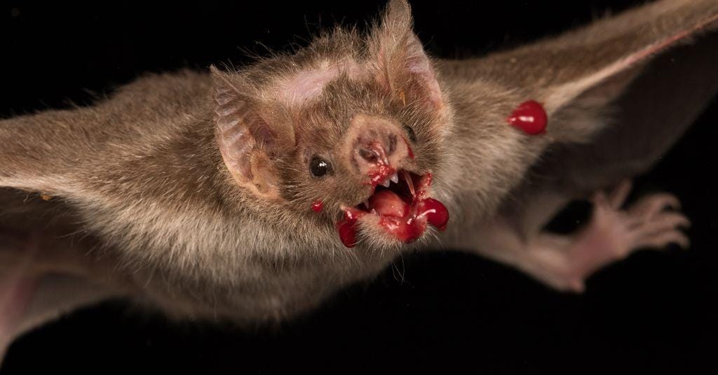 11 Truly Disturbing Facts About Vampire Bats