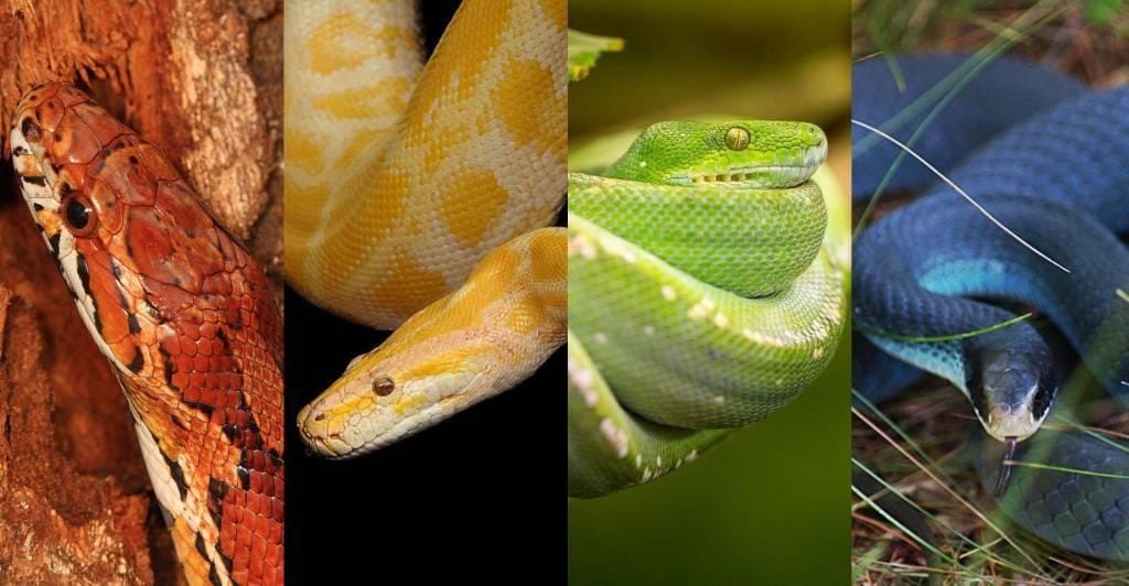 What The Different Colors Of Snakes Are Trying To Tell You