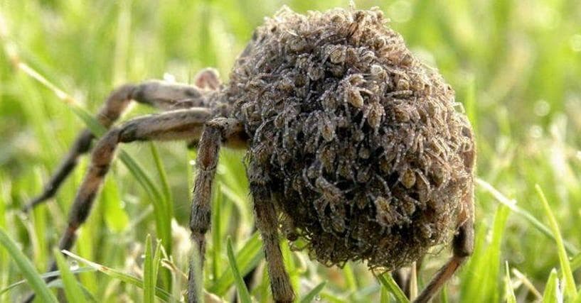 20 Things You Should Never Google - Spider Edition