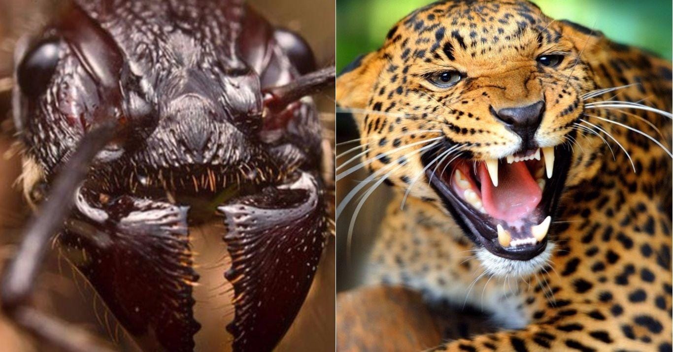 14 Scary Animals And Bugs From The Amazon