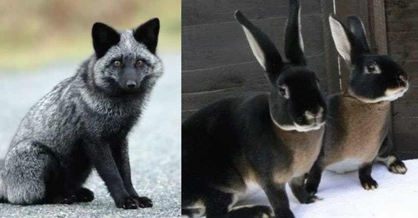 19 Photos Of Black Animals You Had No Idea You Could Even Be Black