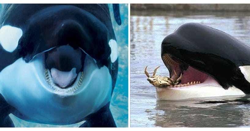 14 Disturbing Facts About Killer Whales That Prove Their Name is Apt