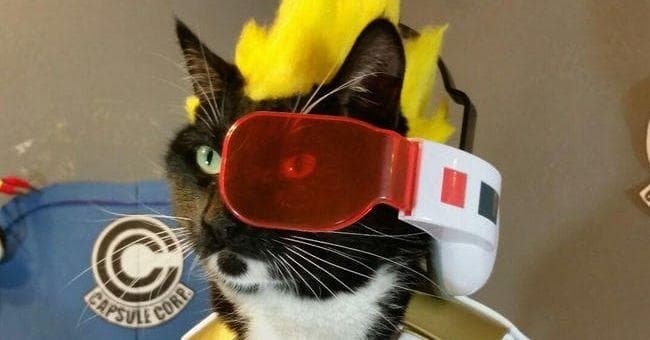 14 Cats Whose Anime Cosplay Is Better Than Yours