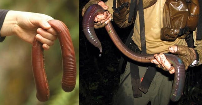 People Are Understandably Freaking Out About These Giant Worms