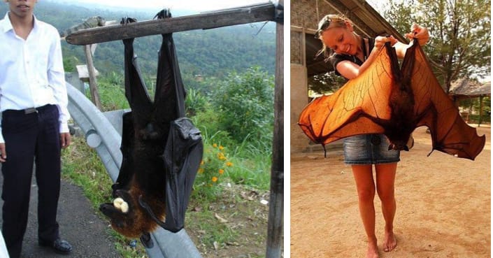 12 Insane Facts About Flying Foxes, The World's Largest Bats