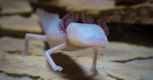 18 Creepy Eyeless Animals That Are Subtly Horrifying