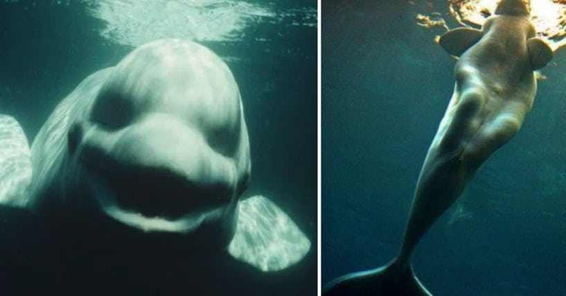17 Creepy Photos Of Beluga Whales And Manatees