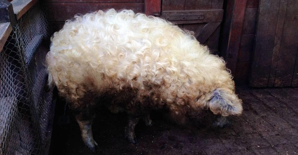 This Bizarre Genetic Mutation Makes Every Animal Look Like A Sheep