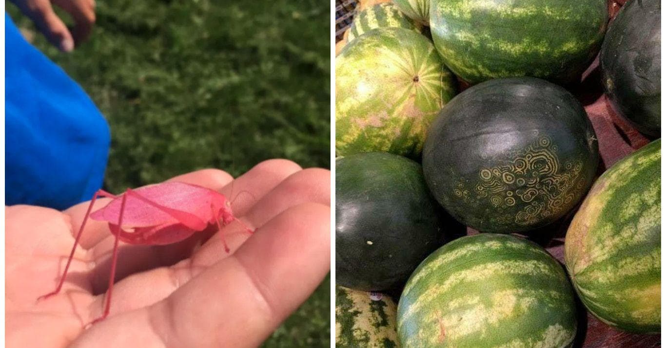 20 Mildly Interesting Photos That Will Make You Look Twice