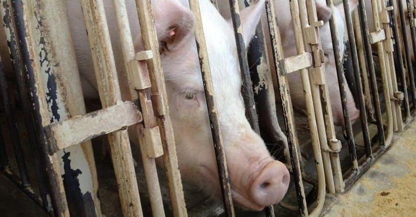 12 Disturbing Facts About Pig Farms That Might Turn You Vegetarian