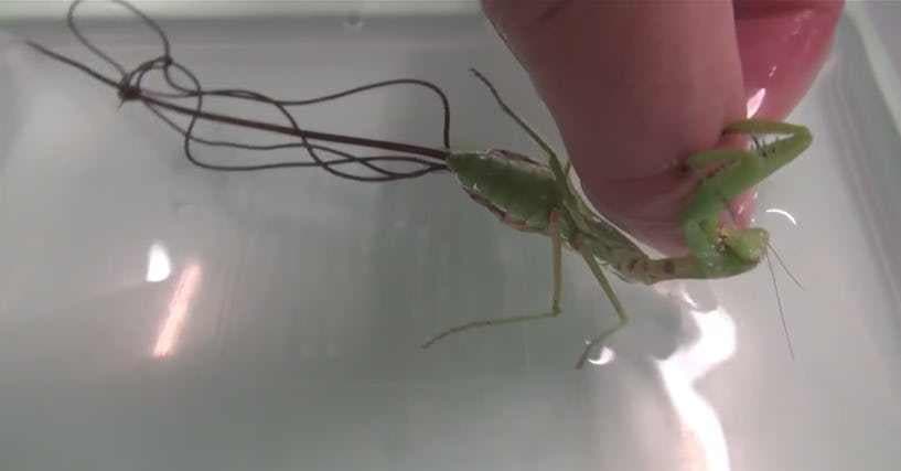 Horsehair Worms Are Real, Horrifying Parasites... And They've Evolved ...