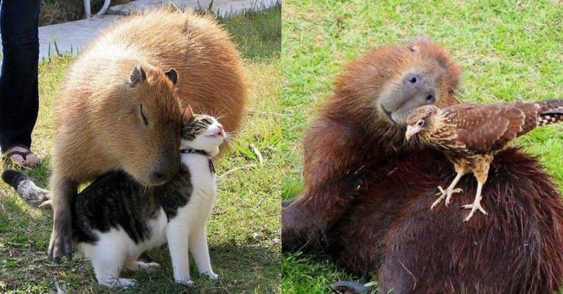 21 Adorable Photos of Animals Hanging Out With Capybaras